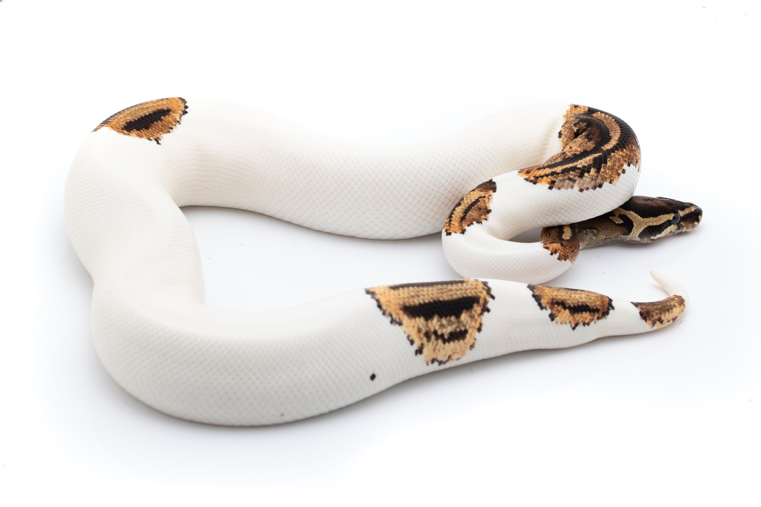 Yellow Belly Pied Ball Python by Custom Scales - MorphMarket