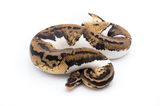 Pastel Pied Leopard Yellow Belly Ball Python by Custom Scales