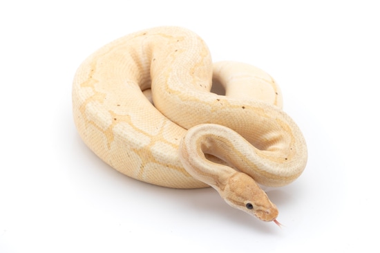 Pinstripe Banana Woma Ball Python by Custom Scales