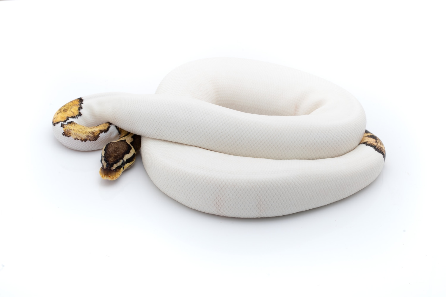 Pastel Pied Ball Python by Custom Scales - MorphMarket