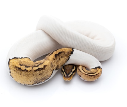 Bumble Bee Yellow Belly Het Pied Ball Python by Custom Scales - MorphMarket