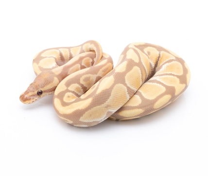 Lemon Blast Pied Het Candy Ball Python by Custom Scales - MorphMarket