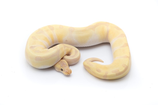 Super Enchi Candy Ball Python by Custom Scales
