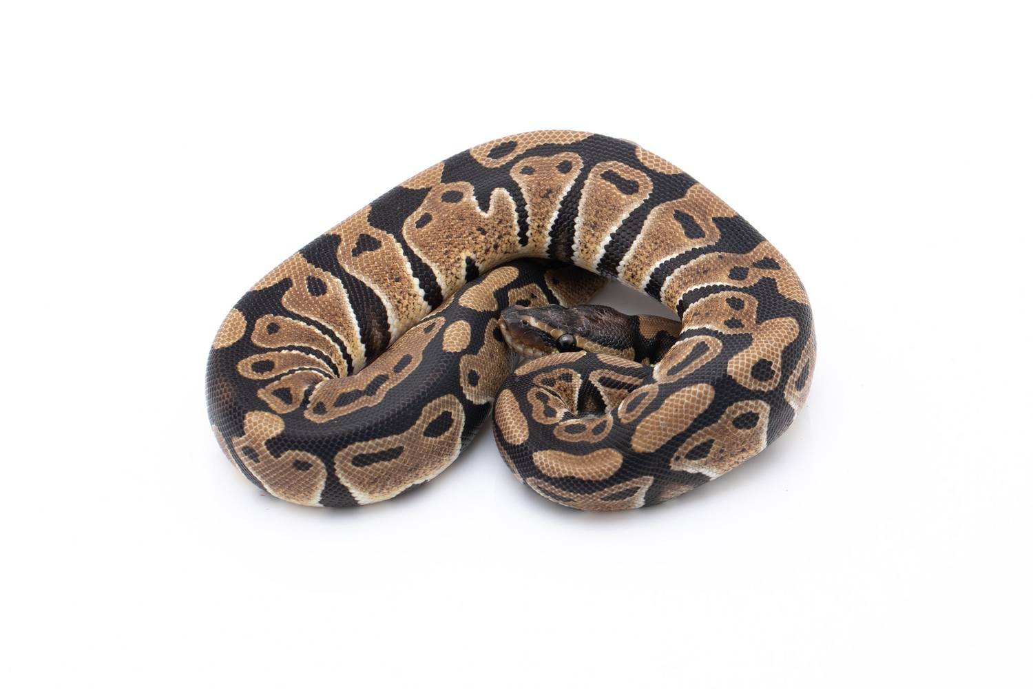Scaleless Head Het Clown Ball Python by Custom Scales - MorphMarket