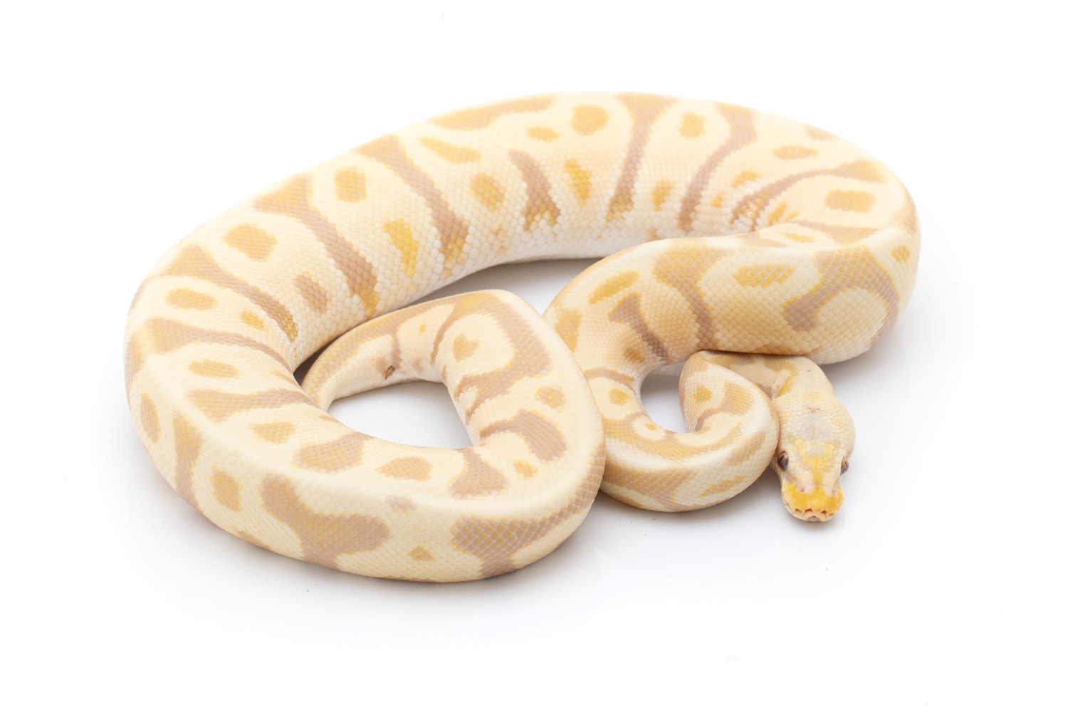 Candino Leopard Pastel Ball Python by Custom Scales - MorphMarket