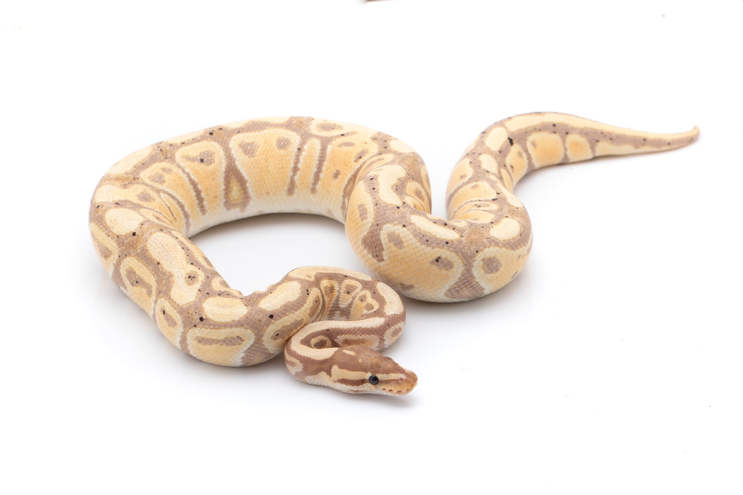 Banana Het Clown Ball Python by Custom Scales - MorphMarket