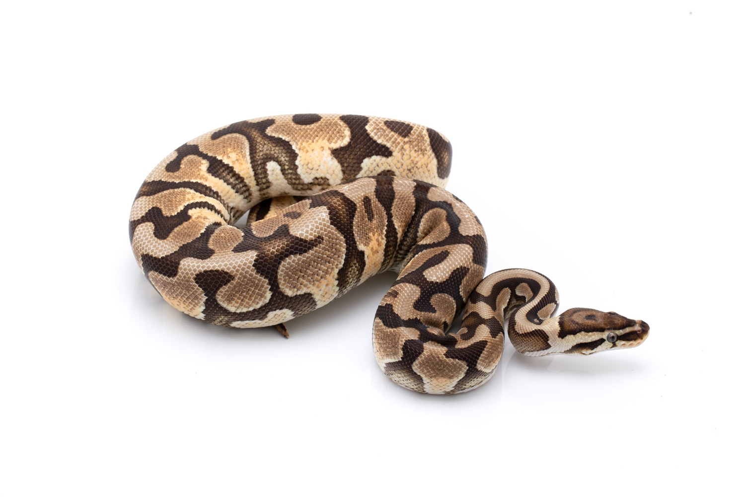Cinnamon Enchi Spotnose Het Clown Ball Python by Custom Scales ...