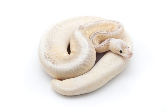 Pastel Super Lesser Spotnose Leopard Cinnamon Calico Ball Python by ...