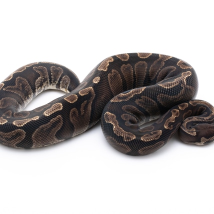 Lemon Blast Pied Het Candy Ball Python by Custom Scales - MorphMarket