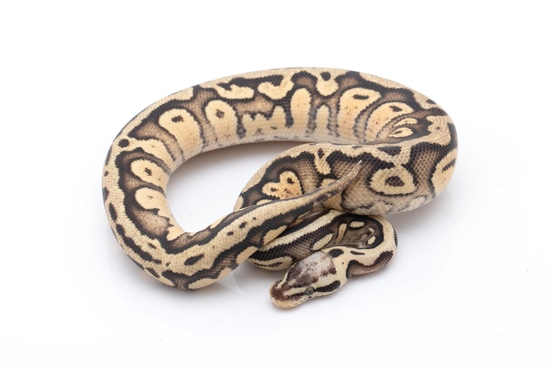 Super Pastel Spector Het Ghost Het Pied Ball Python by Custom Scales