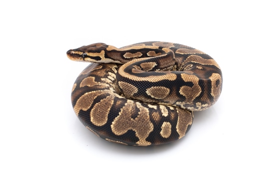 Yellow Belly Het Pied Ball Python by Custom Scales