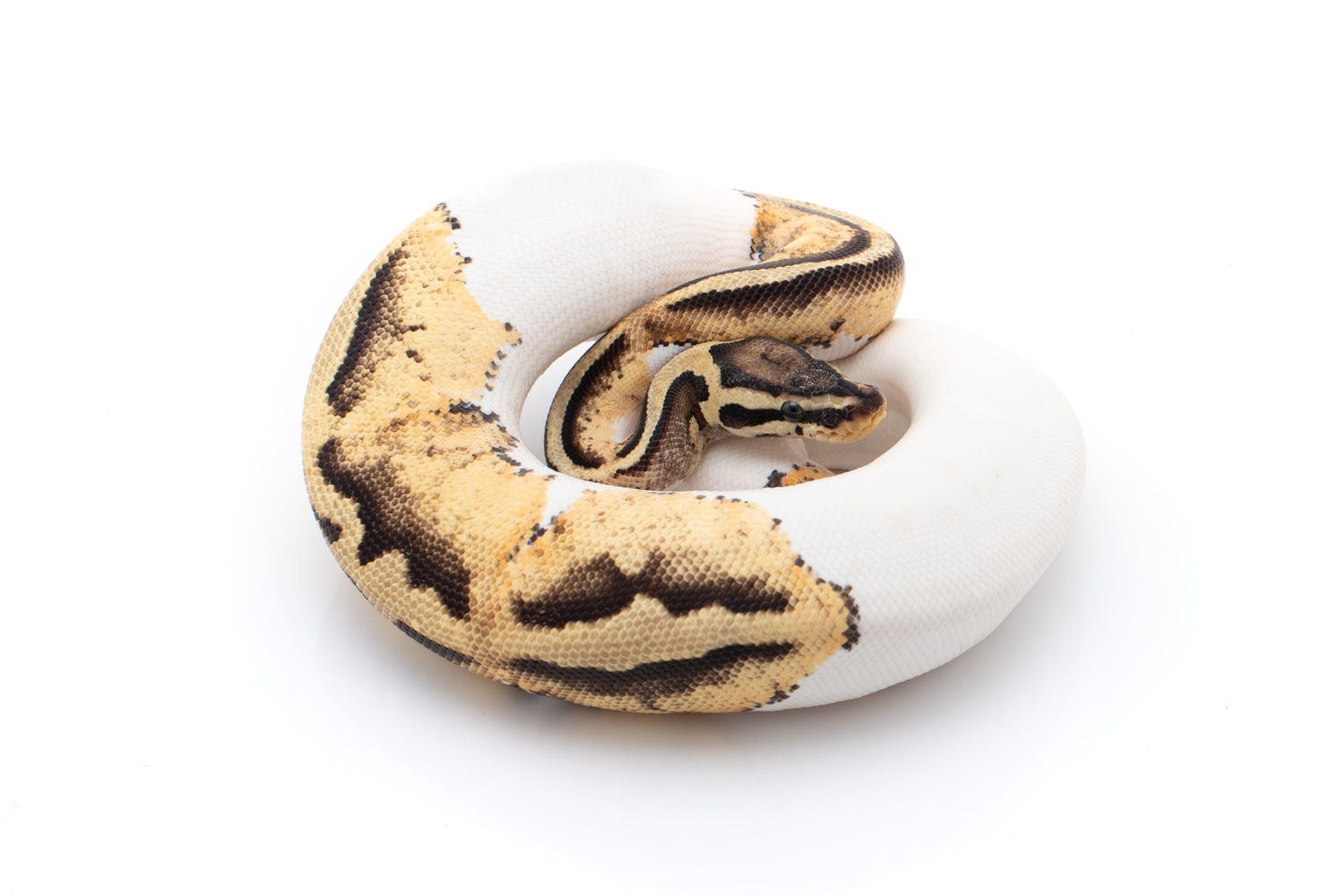 Pastel Pied Het Ghost Ball Python by Custom Scales - MorphMarket