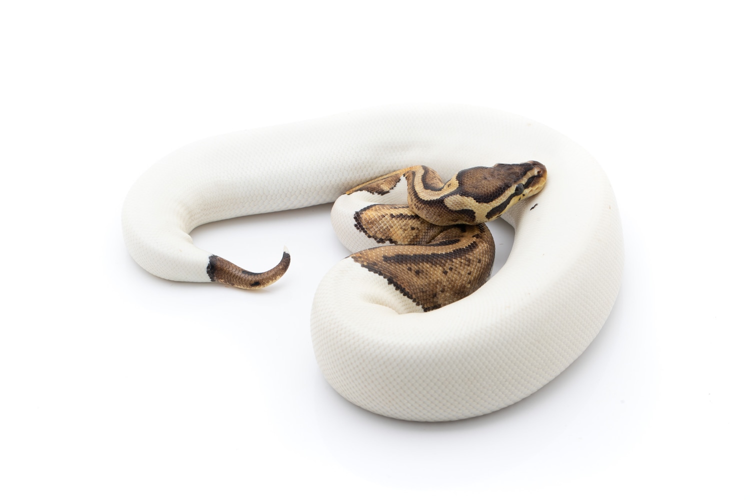 Pastel Pied Het Candy Ball Python by Custom Scales - MorphMarket