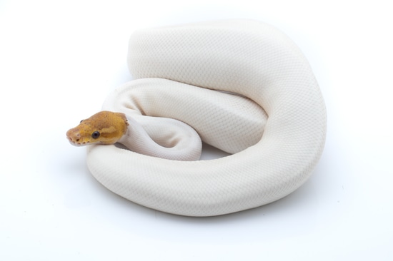 Banana Cinnamon Pied Ball Python by Custom Scales