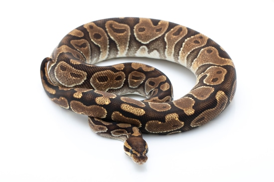 Black Pastel Enchi Ball Python by Custom Scales