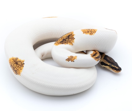 Lemon Blast Pied Het Candy Ball Python by Custom Scales - MorphMarket