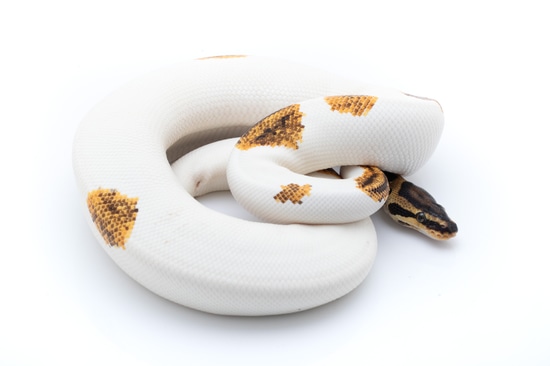 Enchi Yellow Belly Pied Ball Python by Custom Scales