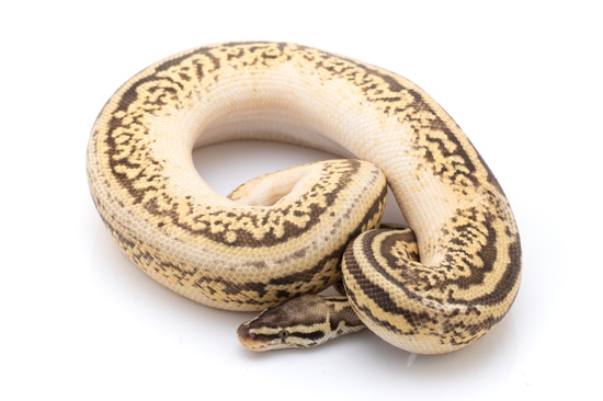 Super Pastel Leopard Gravel Het Ghost Het Pied Ball Python by Custom Scales