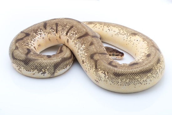 Enchi Leopard Orange Dream Spider Ball Python by Custom Scales