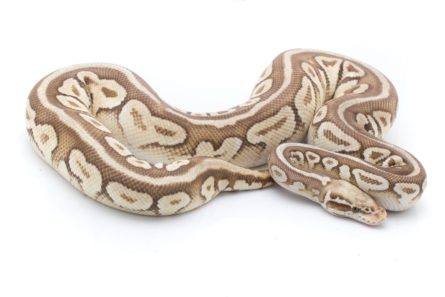 Super Pastel Lesser Spotnose Ball Python by Custom Scales - MorphMarket