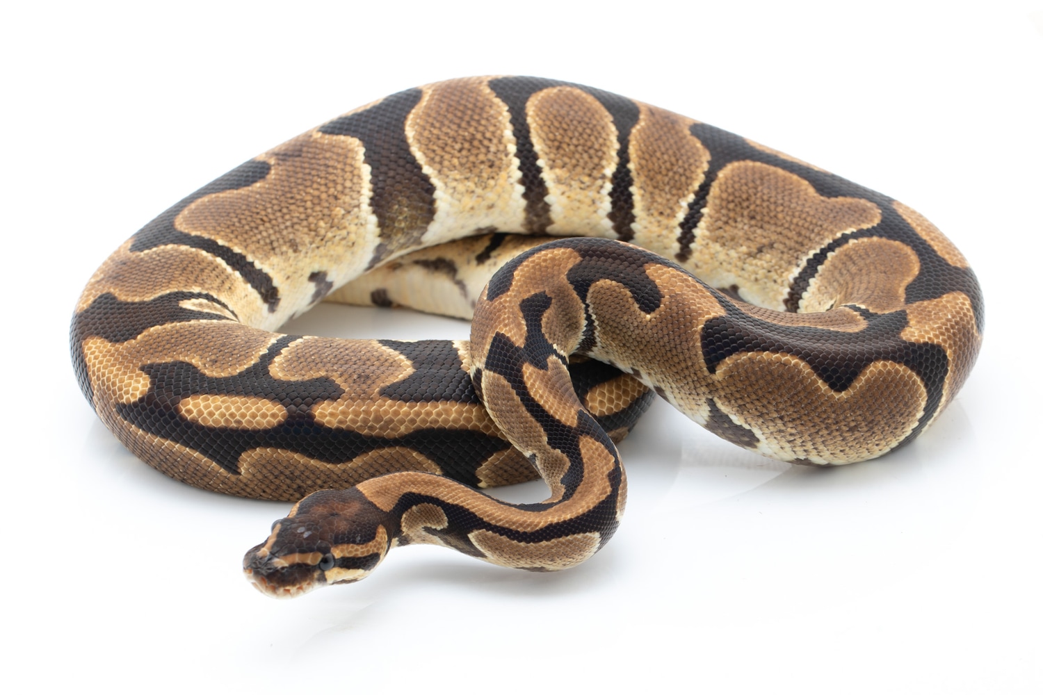 Dinker Ball Python by Custom Scales - MorphMarket