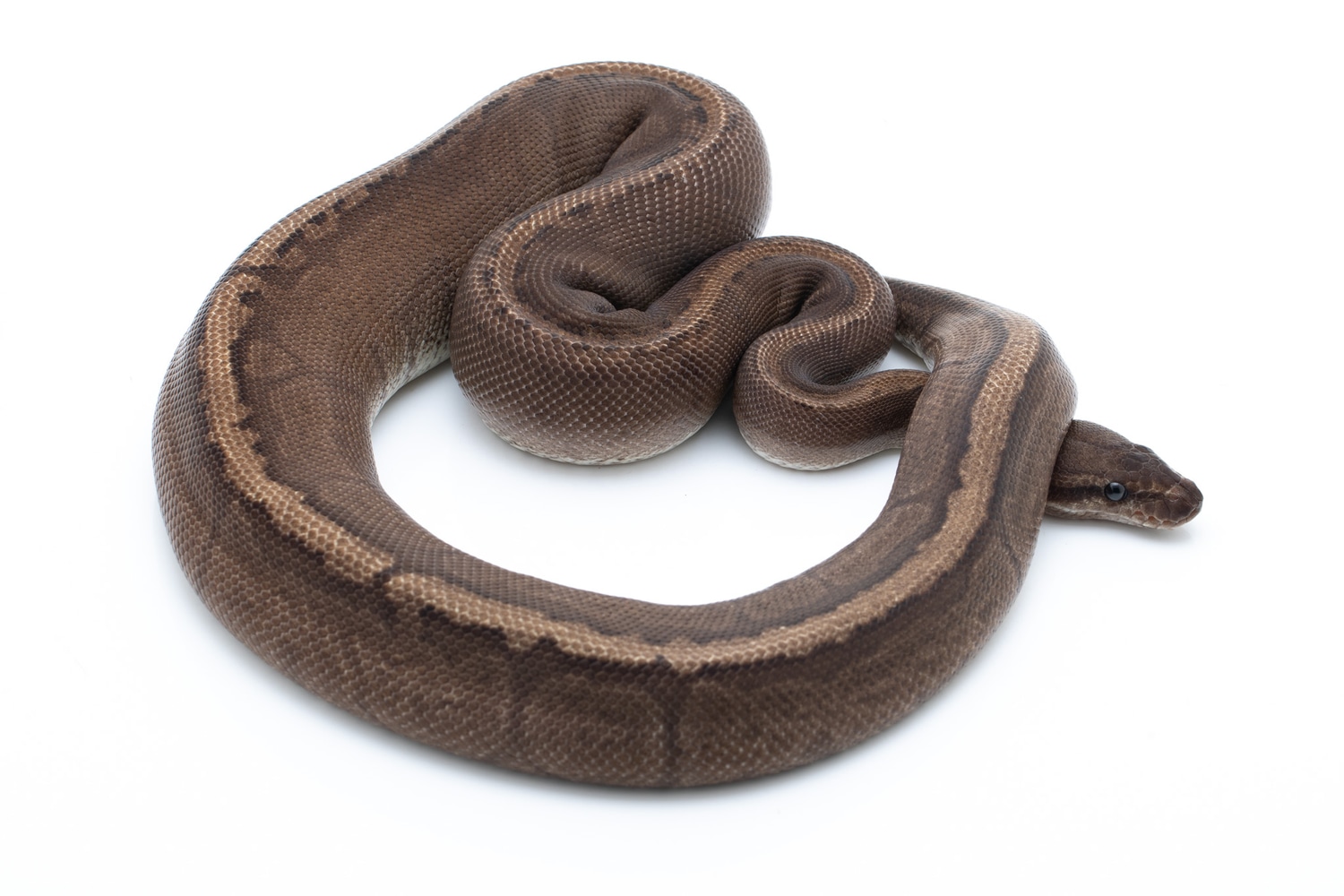 GHI Mojave Pinstripe Nanny Ball Python by Custom Scales - MorphMarket