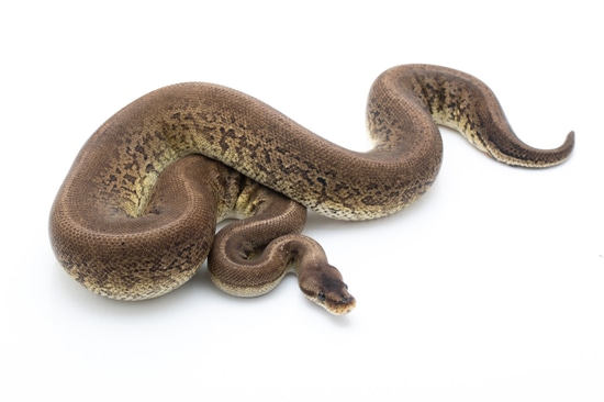 Pewter Blast Tatic Ball Python by Custom Scales