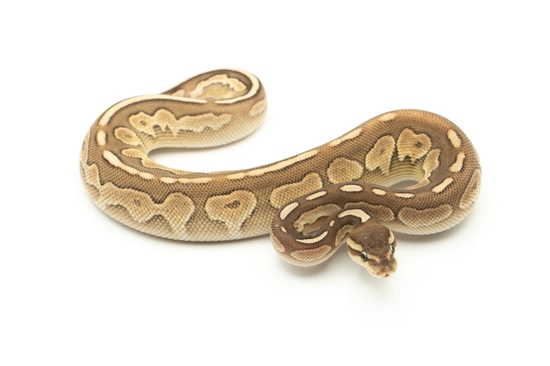 Cinnamon Lesser Ball Python by Custom Scales