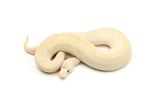 Lemonblast Champagne Possible GHI Possible Calico Ball Python by Custom ...