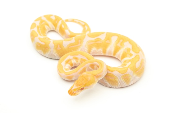 Candino Enchi Ball Python by Custom Scales