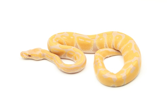 Candy Possible Yellow Belly Ball Python by Custom Scales