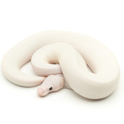 Lemon Blast Pied Het Candy Ball Python by Custom Scales - MorphMarket