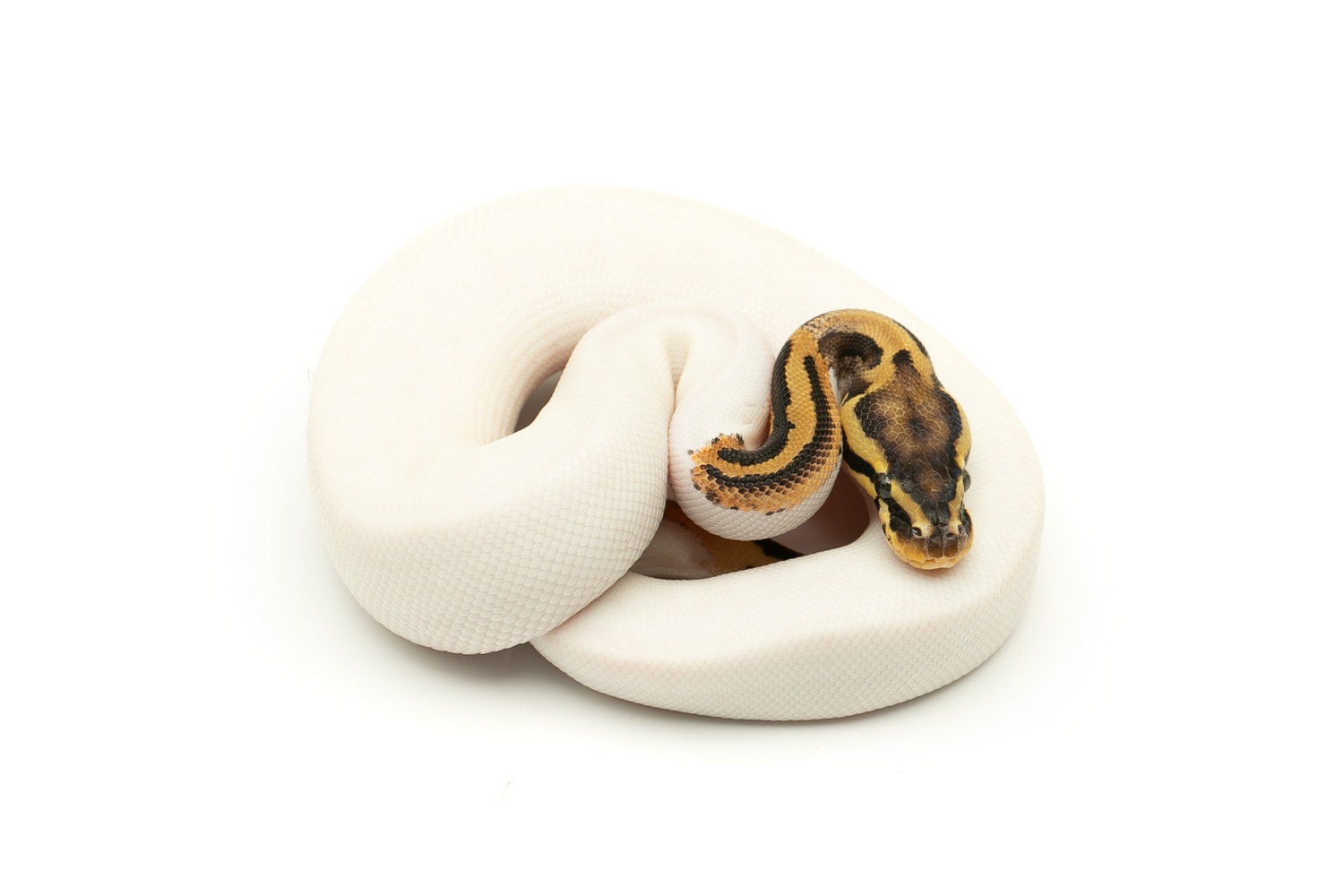 Pastel Leopard Pied Red Stripe Ball Python by Custom Scales - MorphMarket
