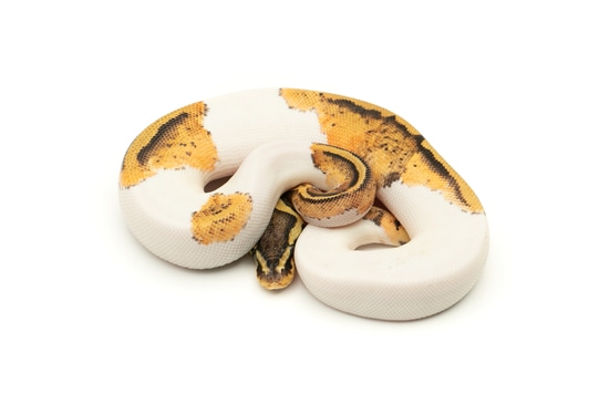 Pastel Pied Red Stripe Ball Python by Custom Scales
