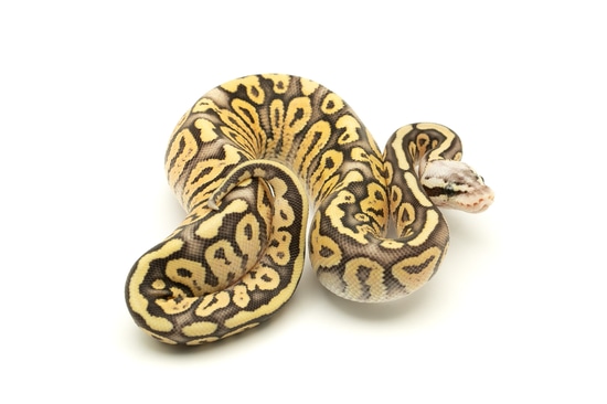 Superfly Trick Ball Python by Custom Scales
