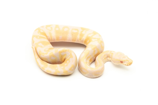 Pastel Candino Ball Python by Custom Scales