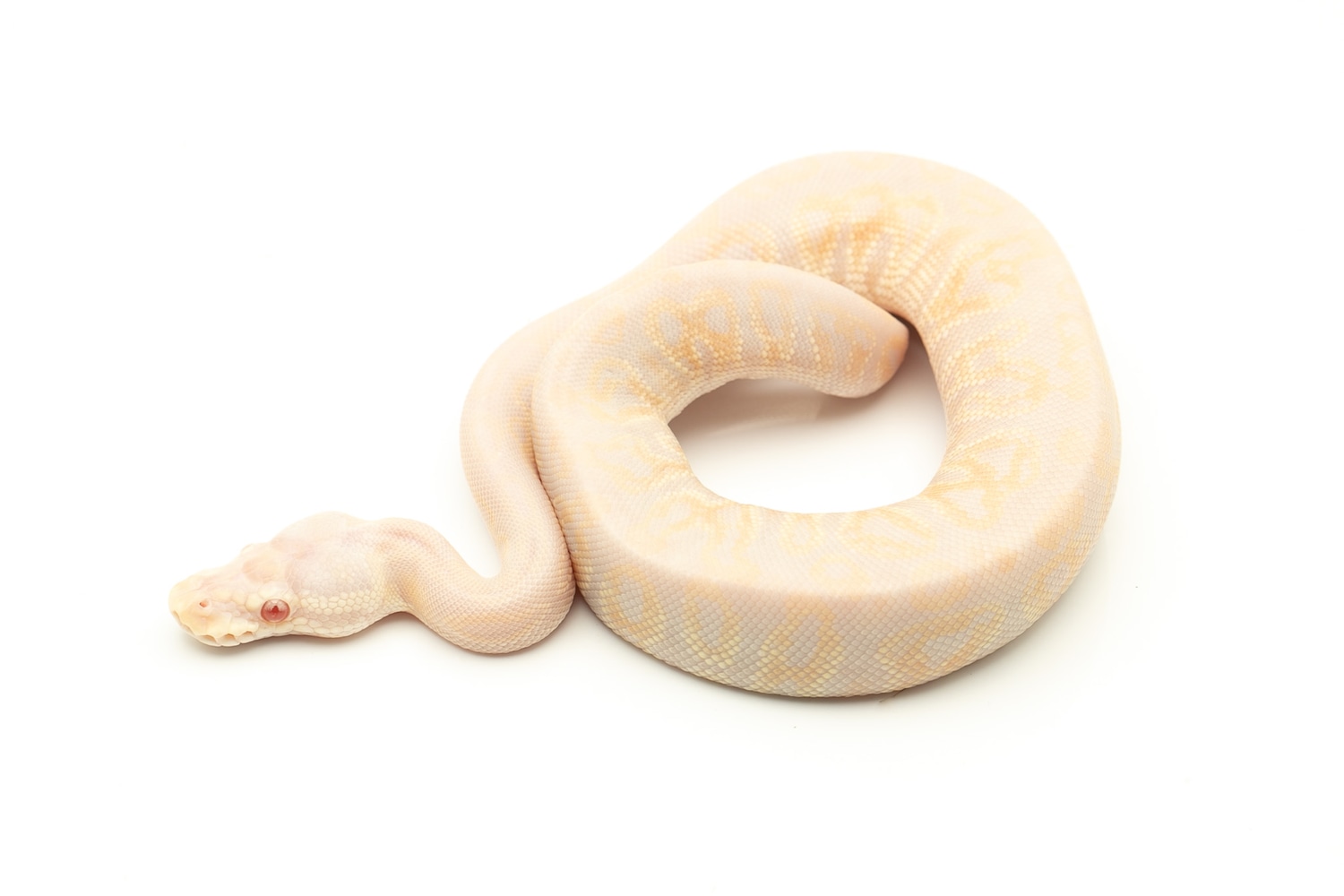 Black Pewter Candino Ball Python by Custom Scales - MorphMarket