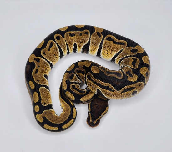 Het Tri Stripe Ball Python by Custom Scales