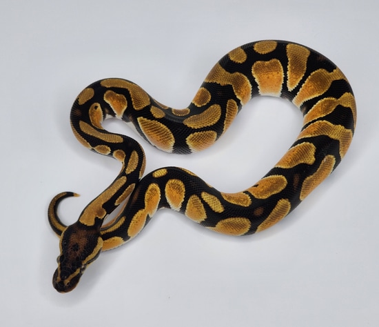 Super Orange Dream Het Ultramel Ball Python by Custom Scales