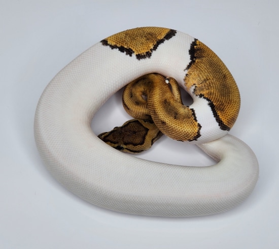 Pinstripe Pied Het Candy Het Axanthic Ball Python by Custom Scales
