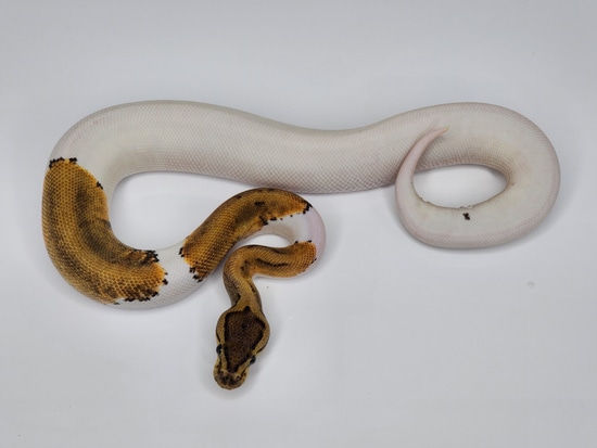 Pinstripe Pied Het Candy Het Axanthic Ball Python by Custom Scales