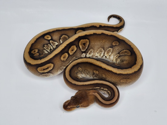 HGW Hydra Mahogany Het Clown Ball Python by Custom Scales