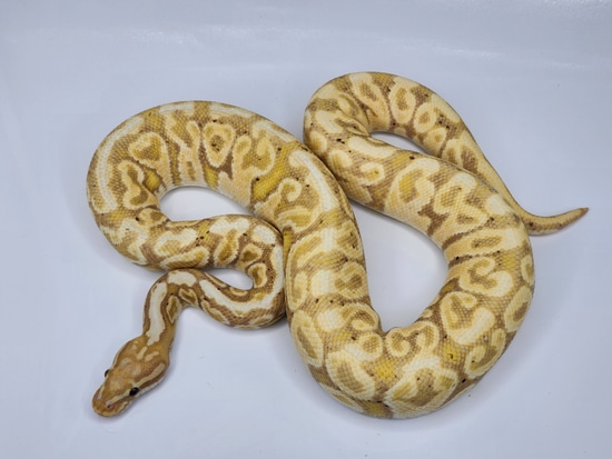Banana Blitz Spotnose Ball Python by Custom Scales