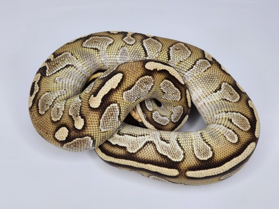 Blackhead Lesser Ringer Gene Het Hypo Ball Python by Custom Scales