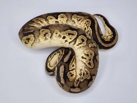 Pastel Bongo Het Pied Ball Python by Custom Scales