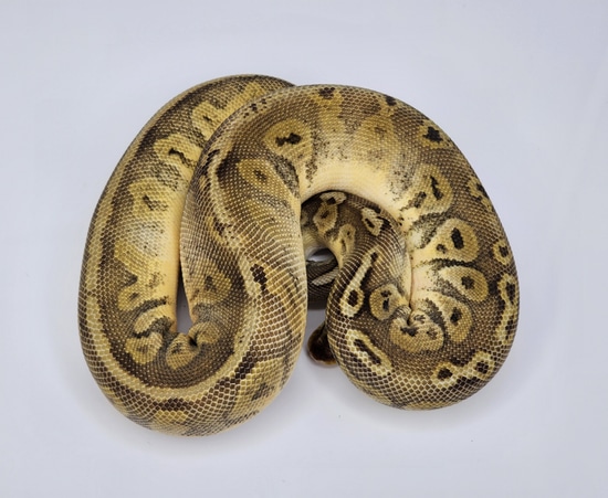 Super Pastel Bongo Het Pied Ball Python by Custom Scales