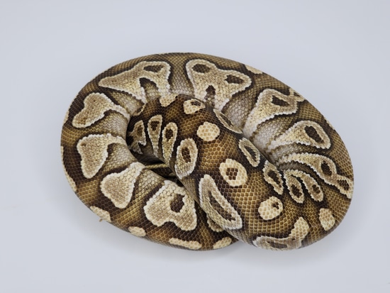 Lesser Het Paint Ball Python by Custom Scales
