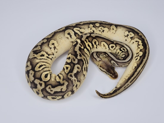 Super Pastel Bongo Het Ghost Het Pied Ball Python by Custom Scales