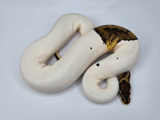 Pastel Pied Ball Python by Custom Scales
