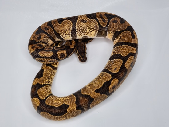 Enchi Het Candy Ball Python by Custom Scales